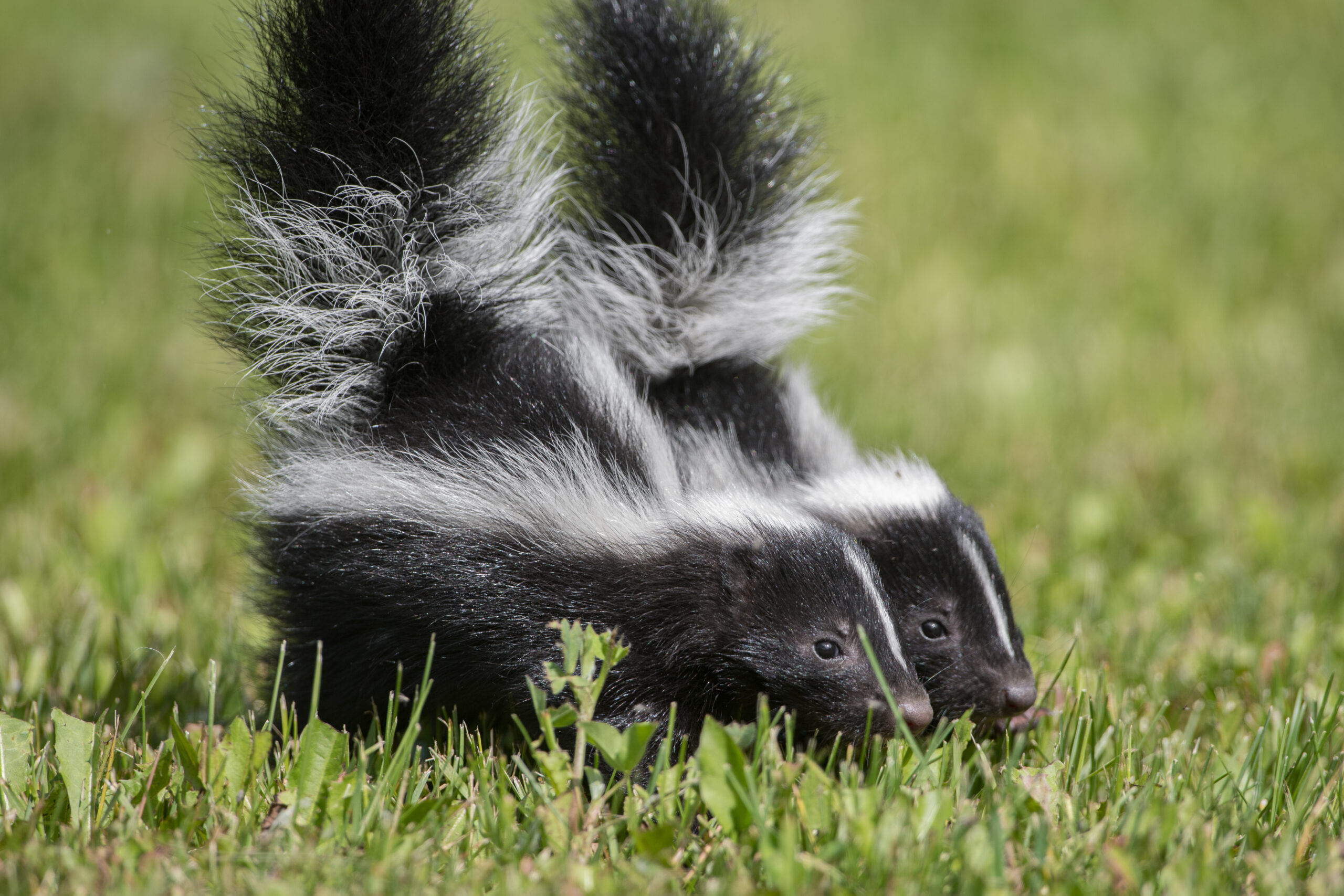 Skunks and Baby Skunks in Your Yard? What to Know | American Bio-Tech ...